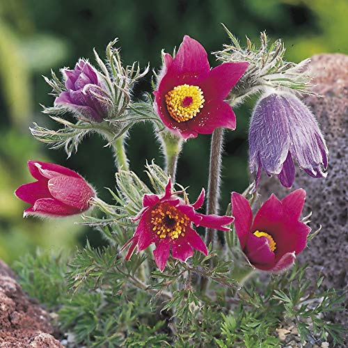 Outsidepride Anemone Pulsatilla Red Pasque Garden Flower Plant Seeds - 500 Seeds