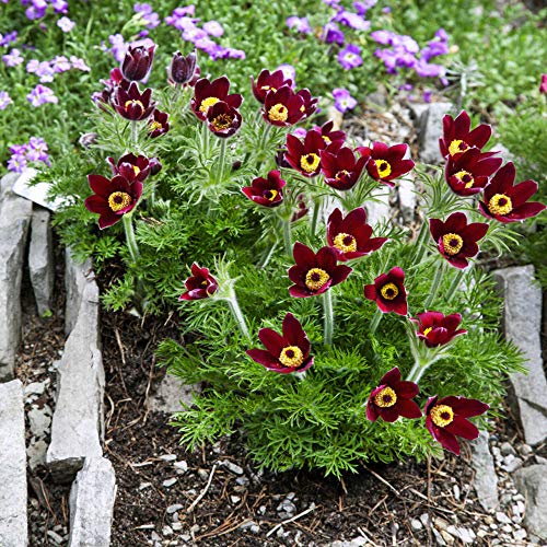 Outsidepride Anemone Pulsatilla Red Pasque Garden Flower Plant Seeds - 500 Seeds