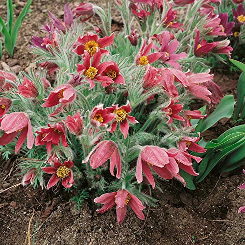 Outsidepride Anemone Pulsatilla Red Pasque Garden Flower Plant Seeds - 500 Seeds