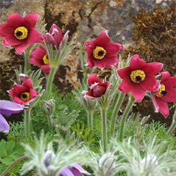 Outsidepride Anemone Pulsatilla Red Pasque Garden Flower Plant Seeds - 500 Seeds