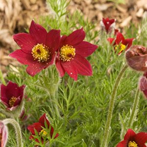 Outsidepride Anemone Pulsatilla Red Pasque Garden Flower Plant Seeds - 500 Seeds