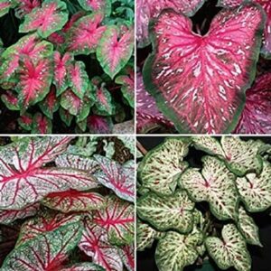 caladium garden mix (18 small bulbs). now shipping !