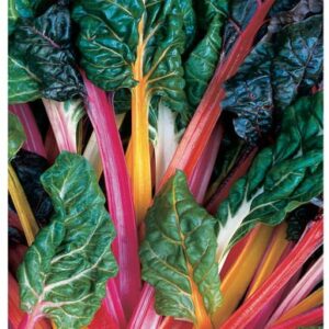 david’s garden seeds swiss chard bright lights 7533 (multi) 200 non-gmo, heirloom seeds