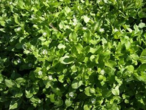 david’s garden seeds herb chickweed common 8337 (green) 25 non-gmo, heirloom seeds