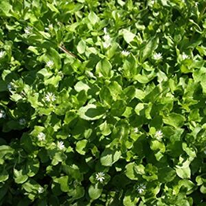 David's Garden Seeds Herb Chickweed Common 8337 (Green) 25 Non-GMO, Heirloom Seeds