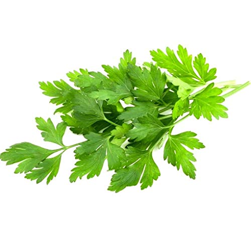 Parsley Italian Giant Seeds Choose Packet Size for Easy Grow Garden Herb or Microgreens C57 (350 Seeds)