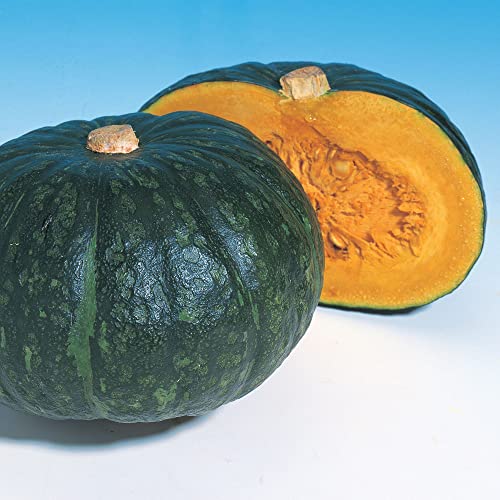 Squash Seeds - Japanese, Winter - Hokkori 133 - Hybrid - 1 g Packet ~5 Seeds - Non-GMO, F1 Hybrid - Asian Garden Vegetable