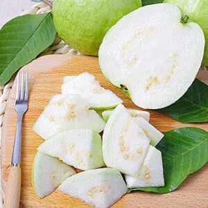 qauzuy garden 15 seeds guava psidium guajava tree seeds non-gmo organic guayaba seeds edible plant nutritious white tropical fruit easy to grow