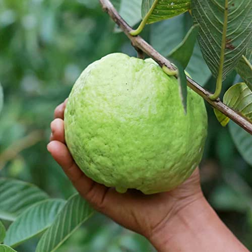 QAUZUY GARDEN 15 Seeds Guava Psidium Guajava Tree Seeds Non-GMO Organic Guayaba Seeds Edible Plant Nutritious White Tropical Fruit Easy to Grow