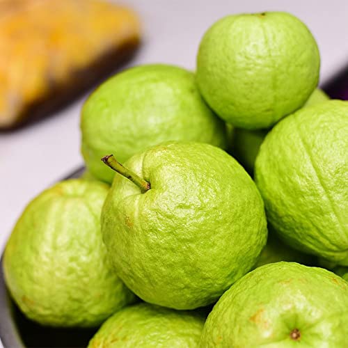 QAUZUY GARDEN 15 Seeds Guava Psidium Guajava Tree Seeds Non-GMO Organic Guayaba Seeds Edible Plant Nutritious White Tropical Fruit Easy to Grow