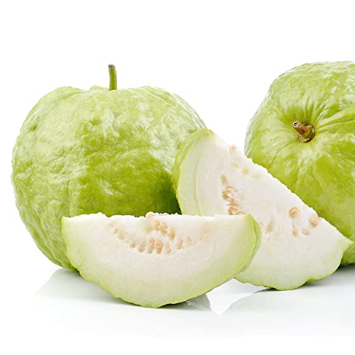 QAUZUY GARDEN 15 Seeds Guava Psidium Guajava Tree Seeds Non-GMO Organic Guayaba Seeds Edible Plant Nutritious White Tropical Fruit Easy to Grow