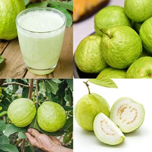 QAUZUY GARDEN 15 Seeds Guava Psidium Guajava Tree Seeds Non-GMO Organic Guayaba Seeds Edible Plant Nutritious White Tropical Fruit Easy to Grow