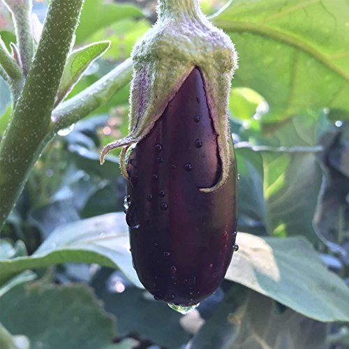 Long Purple Eggplant Garden Seeds - 1 g Packet ~200 Seeds - Non-GMO, Heirloom, Vegetable Gardening Seed - Egg Plant - Solanum melongena