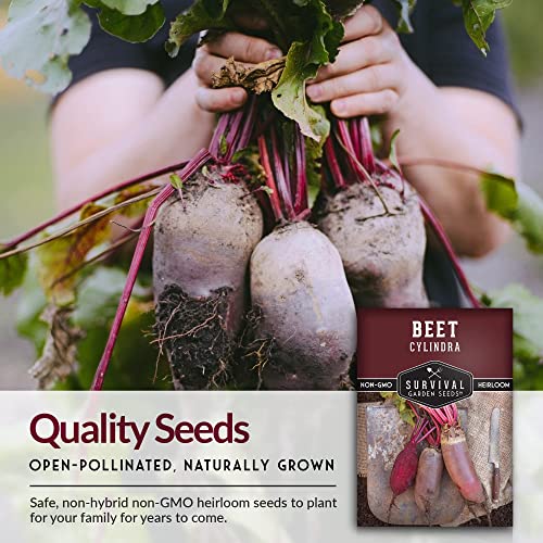 Survival Garden Seeds - Cylindra Beet Seed for Planting - 3 Packs with Instructions to Plant and Grow Dark Red Beets in Your Home Vegetable Garden - Non-GMO Heirloom Variety