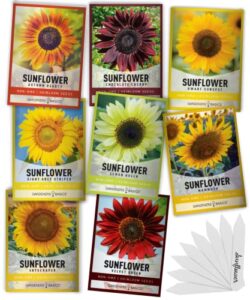 sunflower seeds for planting flowers (8 pack) – velvet queen, skyscraper, lemon queen, giant , autumn beauty, chocolate cherry, dwarf sunspot and mammoth bulk outdoor flower garden by gardners basics