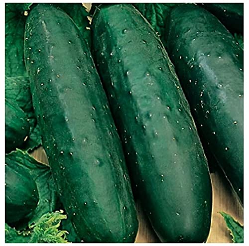 50 Marketmore 76 Cucumber Seeds | Non-GMO | Heirloom | Instant Latch Garden Seeds