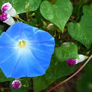 TKE Farms - Morning Glory Seeds for Planting, Heavenly Blue, 5 Grams ≈ 150 Seeds, Ipomoea Tricolor