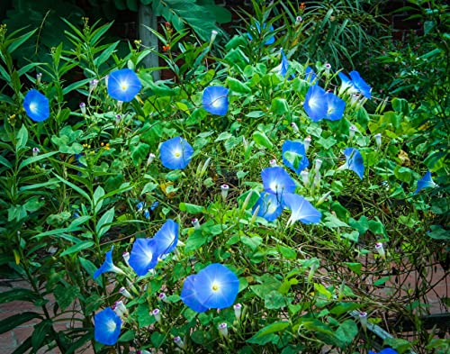 TKE Farms - Morning Glory Seeds for Planting, Heavenly Blue, 5 Grams ≈ 150 Seeds, Ipomoea Tricolor