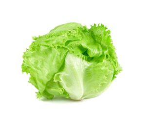 iceberg lettuce seeds for planting home garden outdoors.