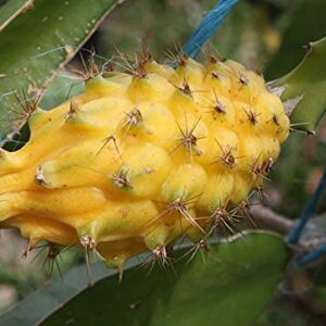 Yellow Dragon Fruit - "Yellow Dragon" Dragon Fruit - Selenicereus 'Yellow Dragon'