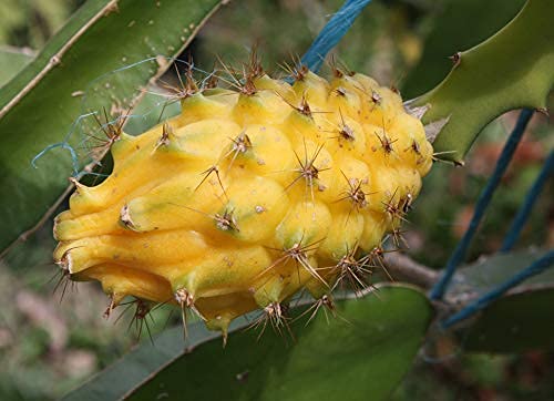 Yellow Dragon Fruit - "Yellow Dragon" Dragon Fruit - Selenicereus 'Yellow Dragon'