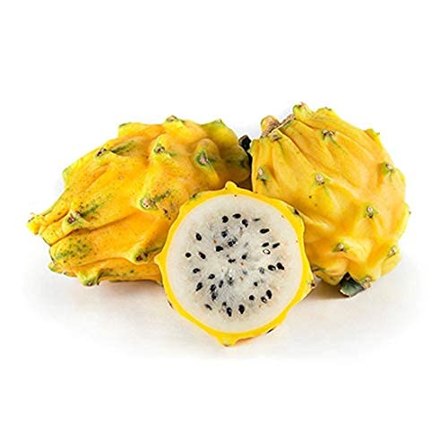 Yellow Dragon Fruit - "Yellow Dragon" Dragon Fruit - Selenicereus 'Yellow Dragon'