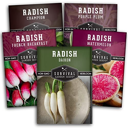 Survival Garden Seeds Radish Collection Seed Vault - Watermelon (Daikon Type), Purple Plum, French Breakfast, Daikon, Champion Radishes - Non-GMO Heirloom Seeds for Planting in Your Vegetable Garden