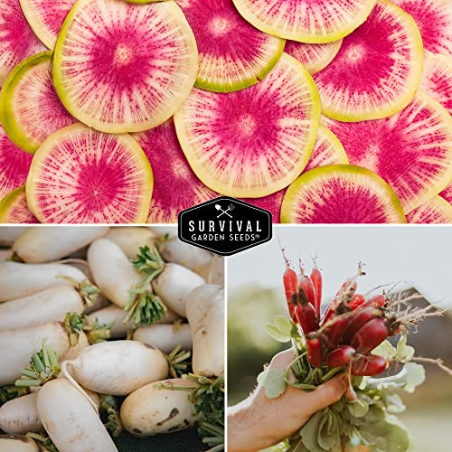 Survival Garden Seeds Radish Collection Seed Vault - Watermelon (Daikon Type), Purple Plum, French Breakfast, Daikon, Champion Radishes - Non-GMO Heirloom Seeds for Planting in Your Vegetable Garden