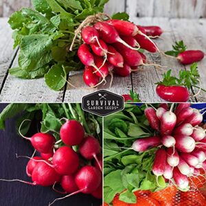 Survival Garden Seeds Radish Collection Seed Vault - Watermelon (Daikon Type), Purple Plum, French Breakfast, Daikon, Champion Radishes - Non-GMO Heirloom Seeds for Planting in Your Vegetable Garden