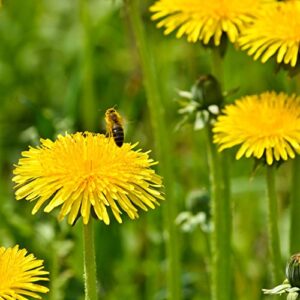 outsidepride taraxacum officinale dandelion culinary garden herb plant with dark green leaves – 5000 seeds