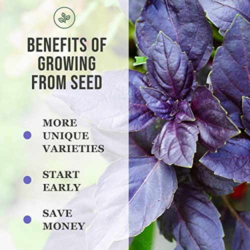 Sow Right Seeds - Medicinal Herb Seed Collection for Planting - Roman Chamomile, Echinacea, Lavender, White Sage, Marjoram & Hyssop - Non-GMO Heirloom Seed - Perfect for a Herb Garden - Gardening Gift