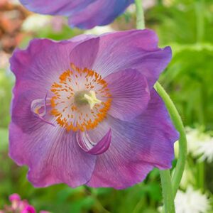 outsidepride perennial himalayan violet poppy meconopsis garden flower plants – 100 seeds