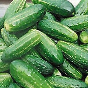 Bush Pickle Cucumber Seeds Hybrid F1 - Great for Container or Small Gardens(25 - Seeds)