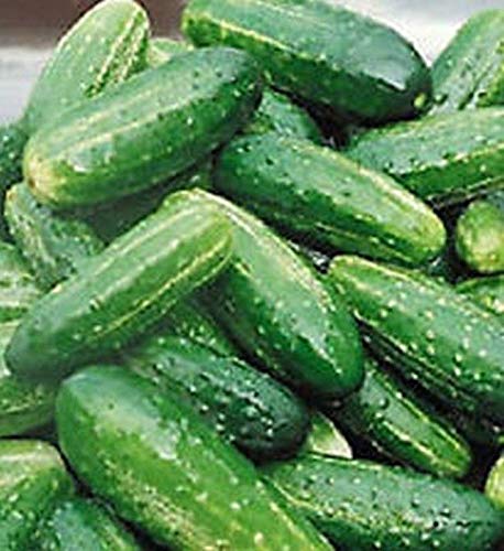 Bush Pickle Cucumber Seeds Hybrid F1 - Great for Container or Small Gardens(25 - Seeds)