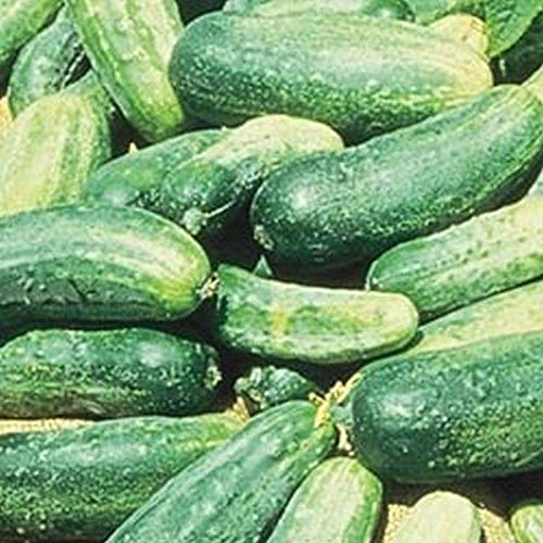 Bush Pickle Cucumber Seeds Hybrid F1 - Great for Container or Small Gardens(25 - Seeds)