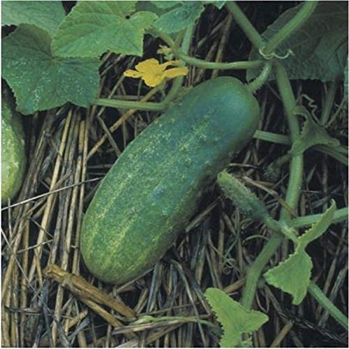 Bush Pickle Cucumber Seeds Hybrid F1 - Great for Container or Small Gardens(25 - Seeds)