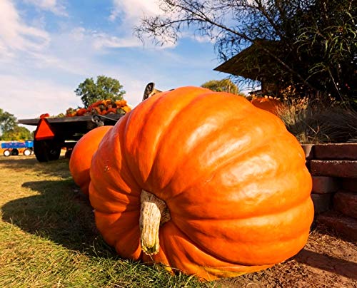 Giant Pumpkin Titan Seeds 10 Seeds for Planting Vegetable Garden Squash Gourd Seeds