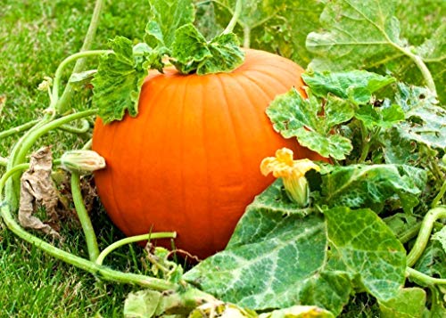 Giant Pumpkin Titan Seeds 10 Seeds for Planting Vegetable Garden Squash Gourd Seeds