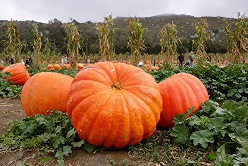 Giant Pumpkin Titan Seeds 10 Seeds for Planting Vegetable Garden Squash Gourd Seeds