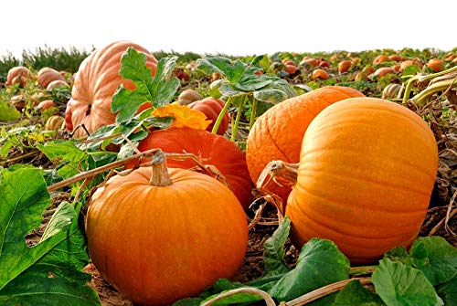 Giant Pumpkin Titan Seeds 10 Seeds for Planting Vegetable Garden Squash Gourd Seeds