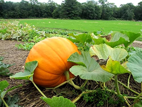 Giant Pumpkin Titan Seeds 10 Seeds for Planting Vegetable Garden Squash Gourd Seeds