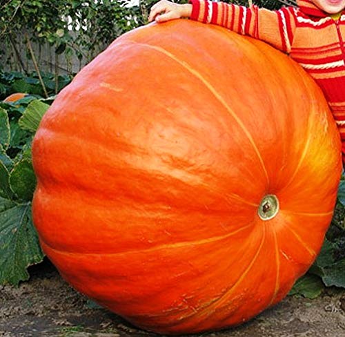 Giant Pumpkin Titan Seeds 10 Seeds for Planting Vegetable Garden Squash Gourd Seeds