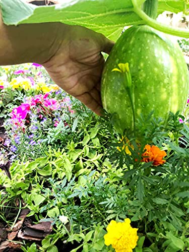 Giant Pumpkin Titan Seeds 10 Seeds for Planting Vegetable Garden Squash Gourd Seeds