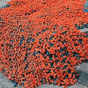 chuxay garden rock cress seeds orange-aubrieta deltoidea 100pcs perennial flower ground cover decor garden all sun low-maintenance striking landscaping plant