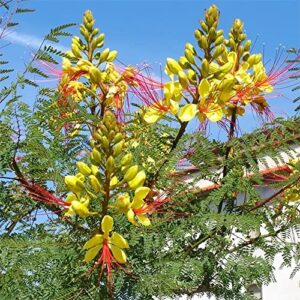 qauzuy garden 5 mexican bird of paradise seeds yellow, peacock flower, pride of barbados, dwarf poinciana seeds – attract pollinators – showy flowering shrub bush tree accent