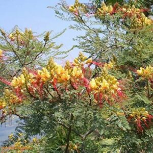 QAUZUY GARDEN 5 Mexican Bird of Paradise Seeds Yellow, Peacock Flower, Pride of Barbados, Dwarf Poinciana Seeds - Attract Pollinators - Showy Flowering Shrub Bush Tree Accent