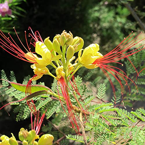 QAUZUY GARDEN 5 Mexican Bird of Paradise Seeds Yellow, Peacock Flower, Pride of Barbados, Dwarf Poinciana Seeds - Attract Pollinators - Showy Flowering Shrub Bush Tree Accent