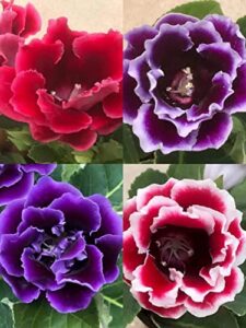 mokalala 200 pcs mixed hibiscus flower seeds | non-gmo | perennial exotic plant bonsai seeds fresh garden seeds, gardeners choice!