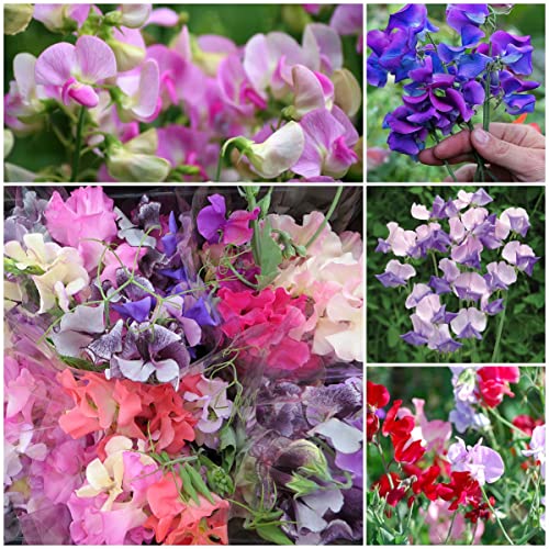 NOTSWOH—Sweet Peas Flower Seed Vine Mix - 300 Seeds—Garden&Outdoor