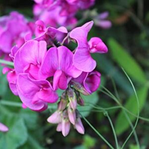 NOTSWOH—Sweet Peas Flower Seed Vine Mix - 300 Seeds—Garden&Outdoor